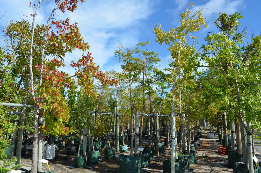 Contact Advanced Nursery | Perth