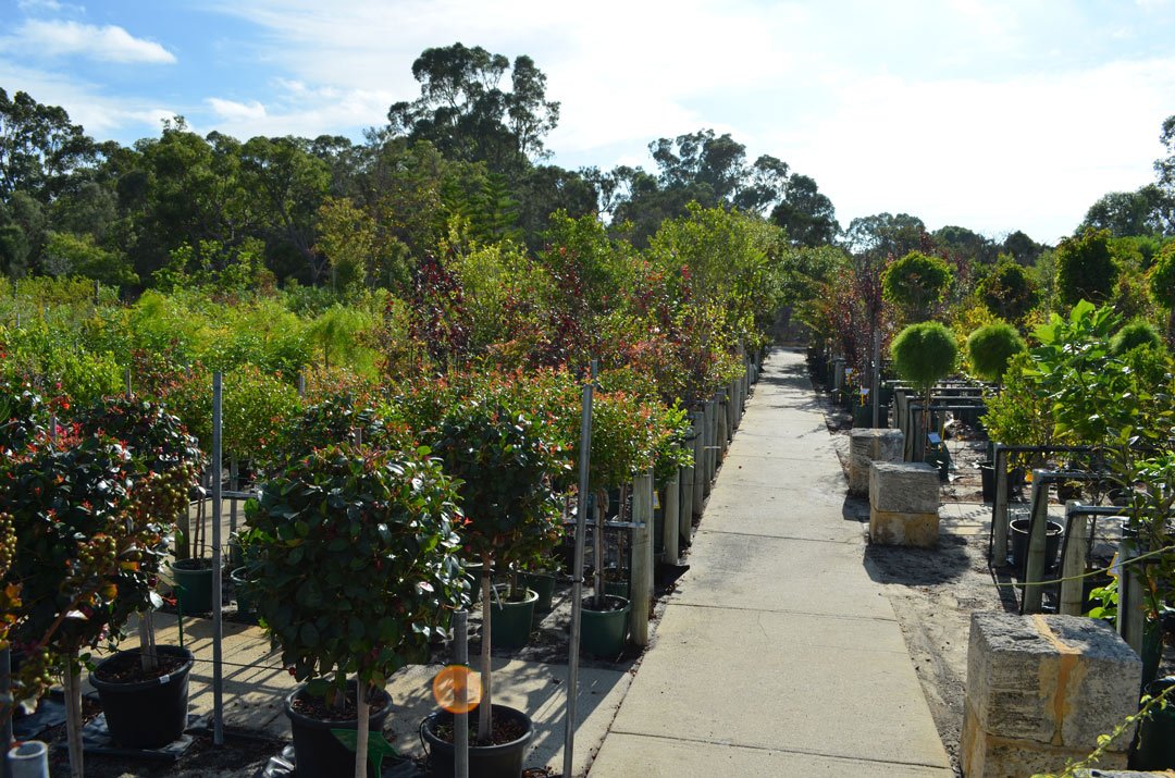 Contact Advanced Nursery | Perth