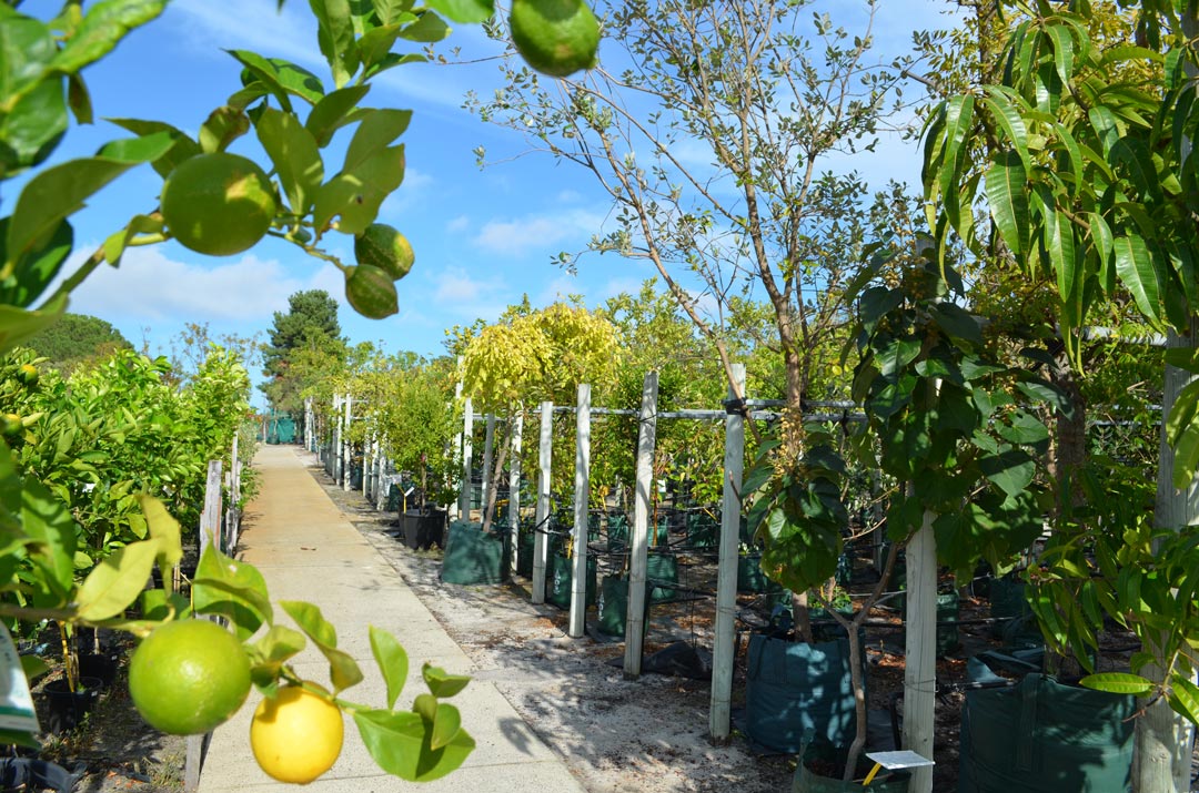 Contact Advanced Nursery | Perth