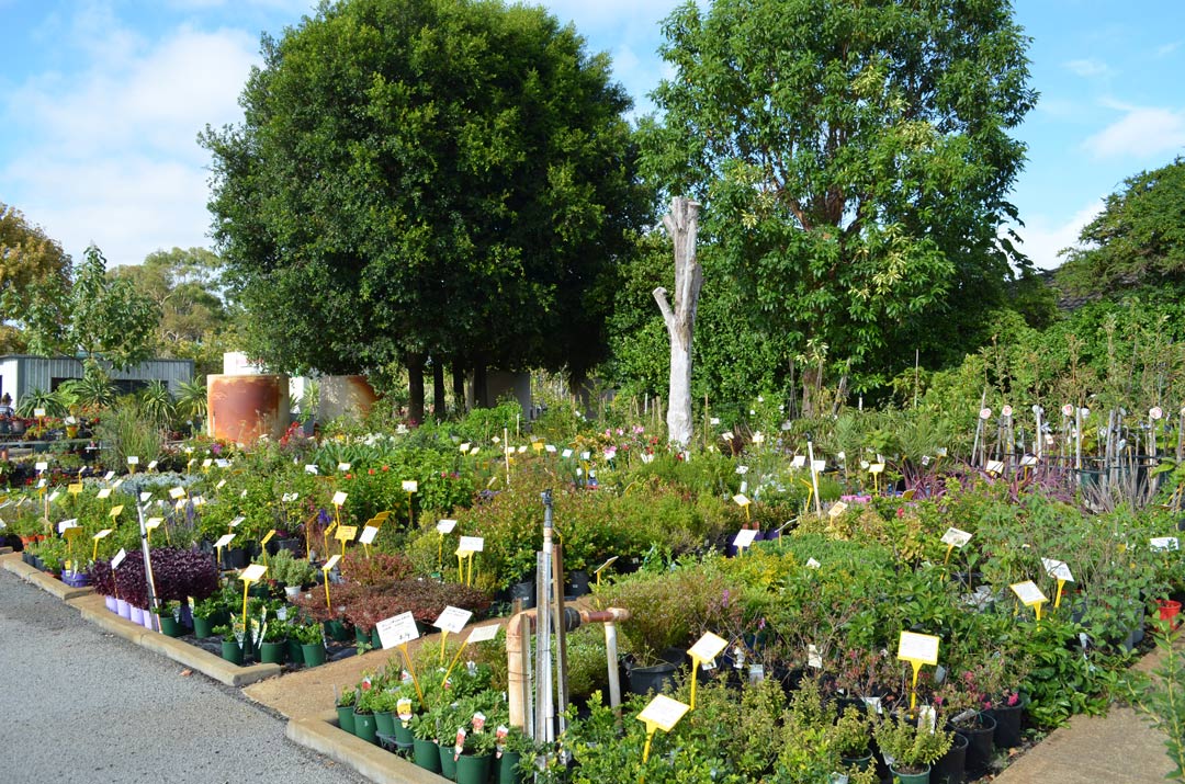 Contact Advanced Nursery | Perth