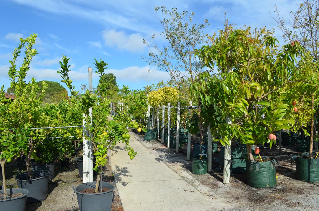 Contact Advanced Nursery | Perth