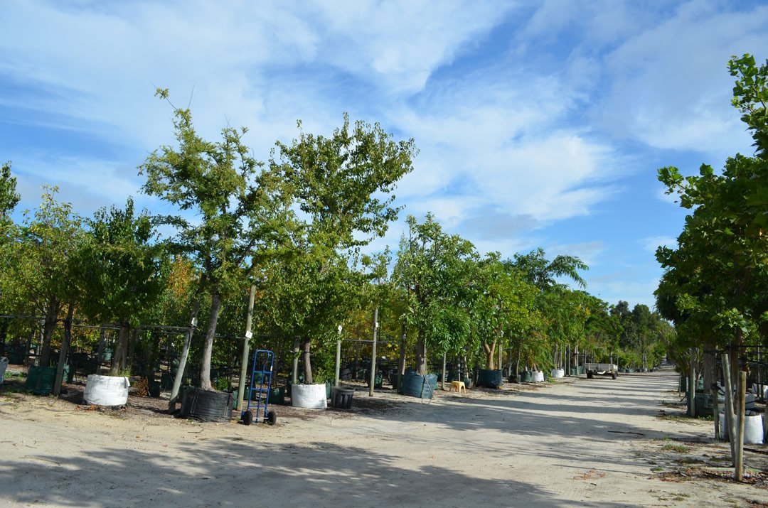 Contact Advanced Nursery | Perth