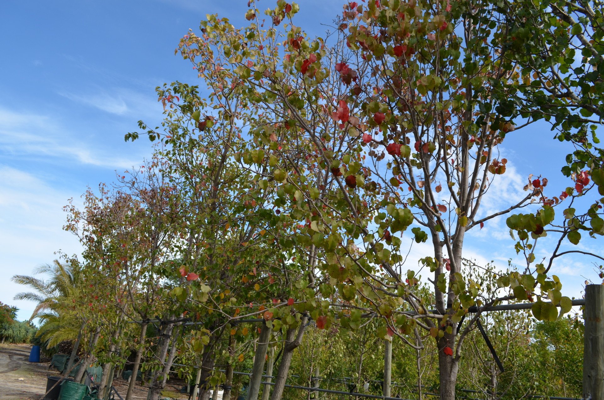 About Advanced Nursery | Perth