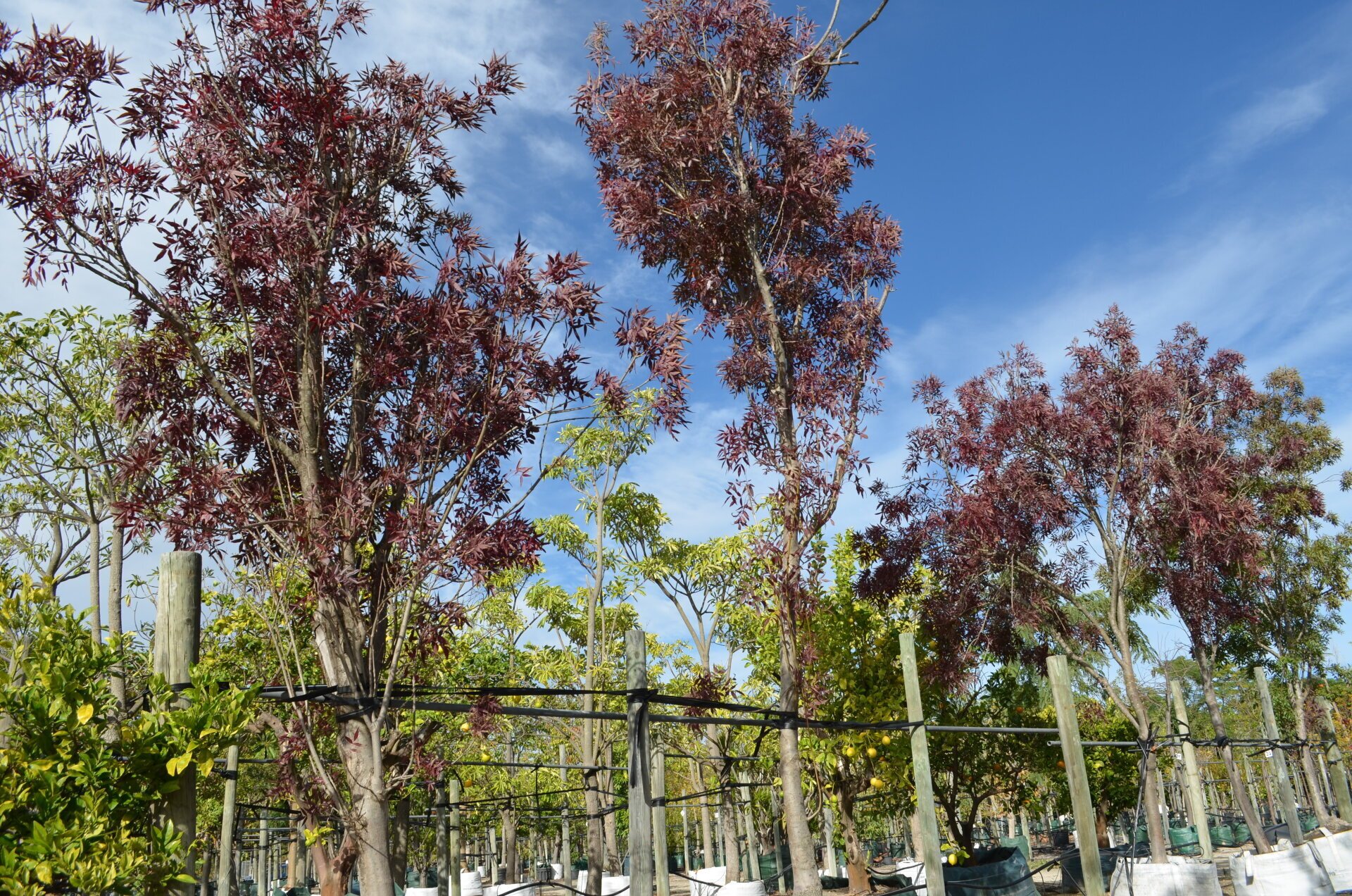 About Advanced Nursery | Perth