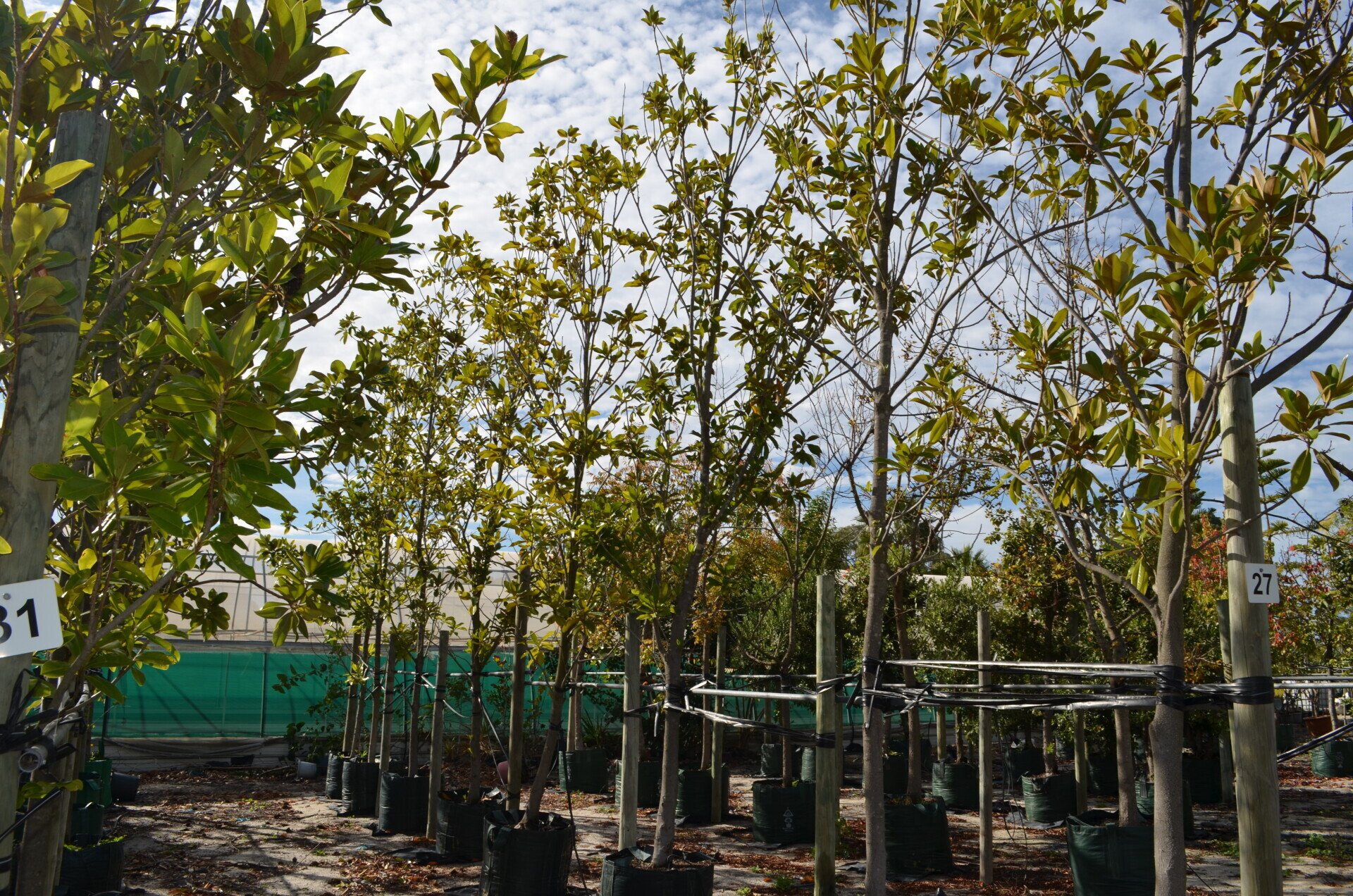 About Advanced Nursery | Perth