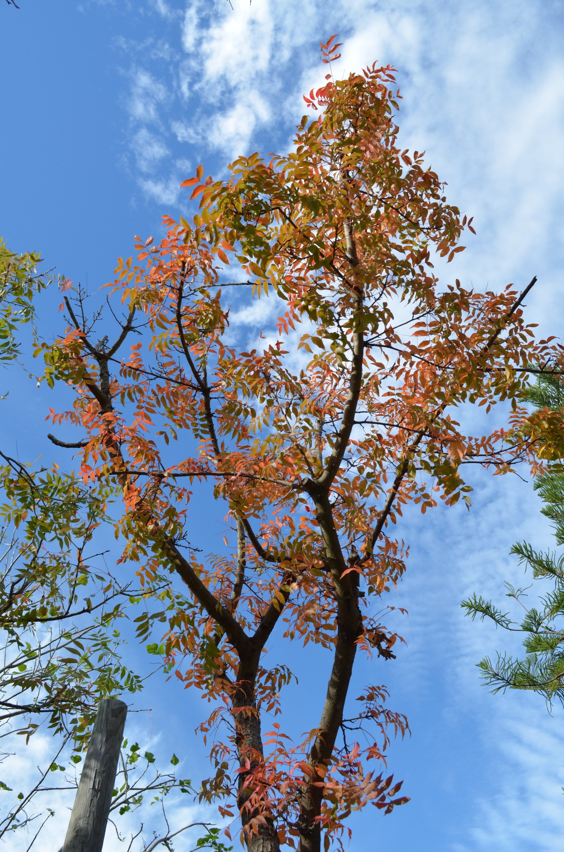 About Advanced Nursery | Perth