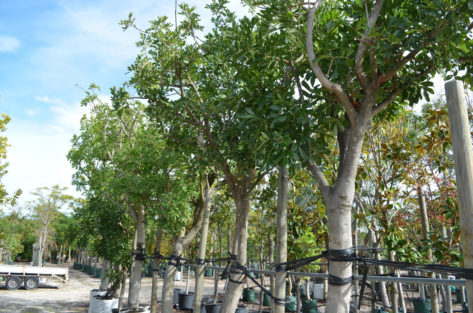 About Advanced Nursery | Perth