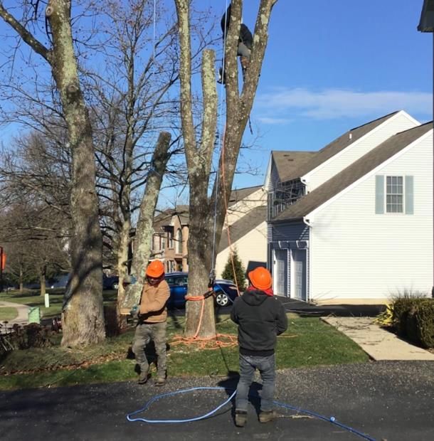 Expert Tree Care | A&Y Landscaping