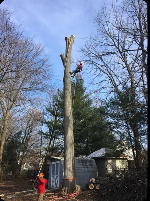 Expert Tree Care | A&Y Landscaping