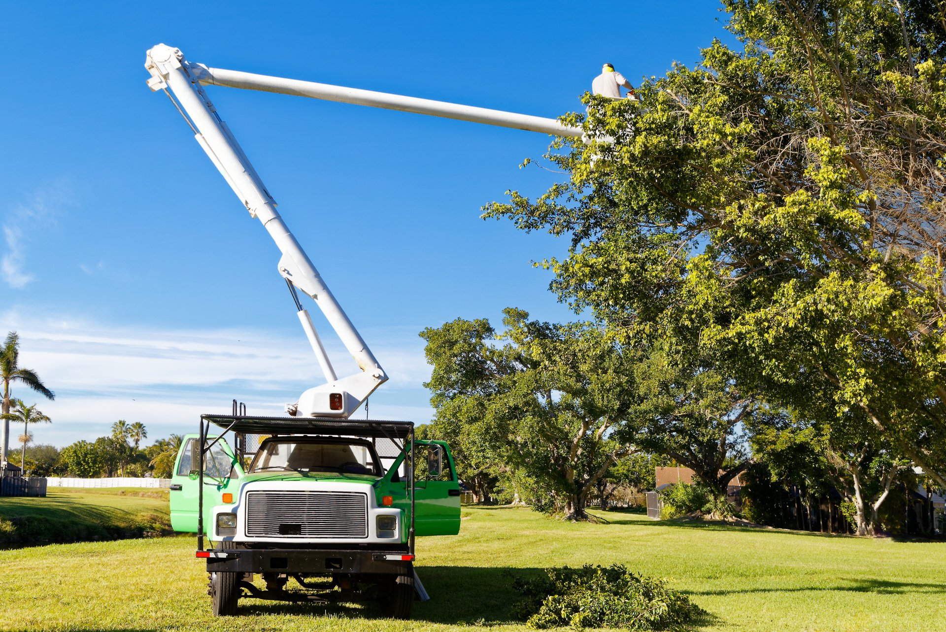 Expert Tree Services | A&Y Landscaping