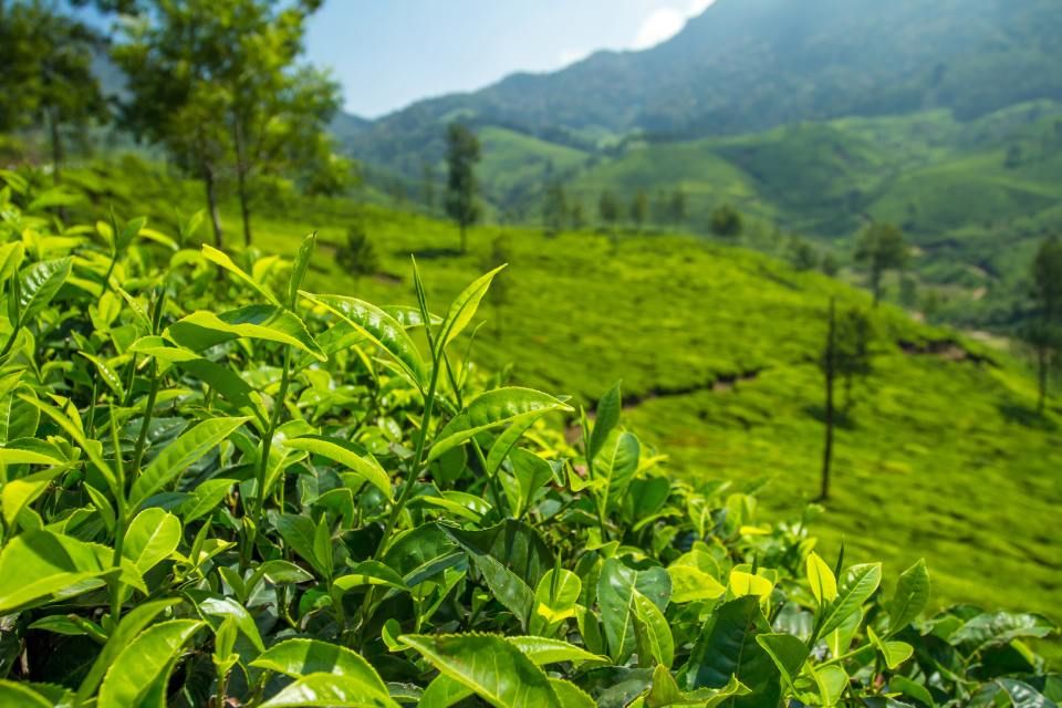 Compravendita tenute agricole | Italia | Kai Broker