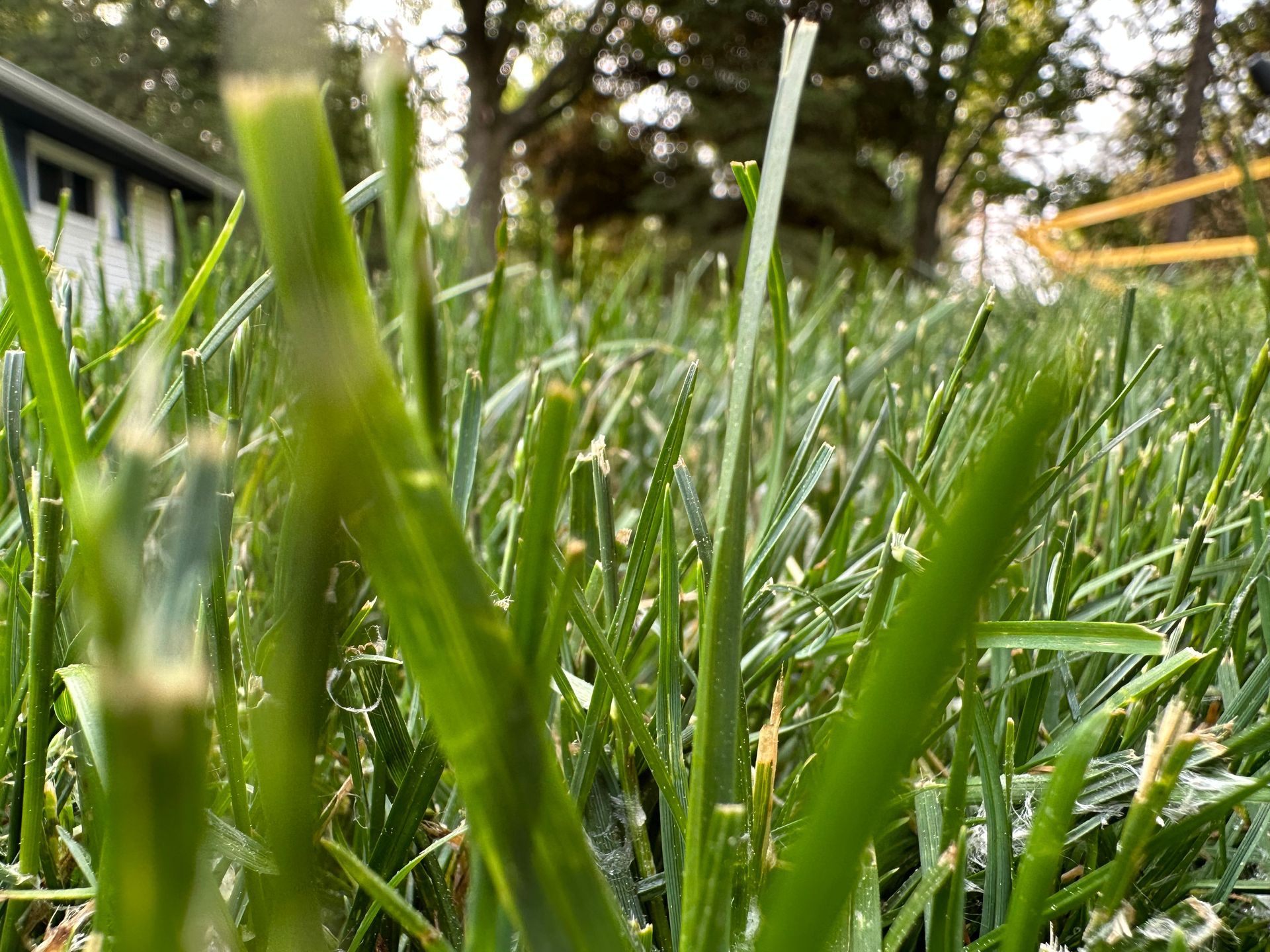 Lawn Aeration Services | Pittsford, NY