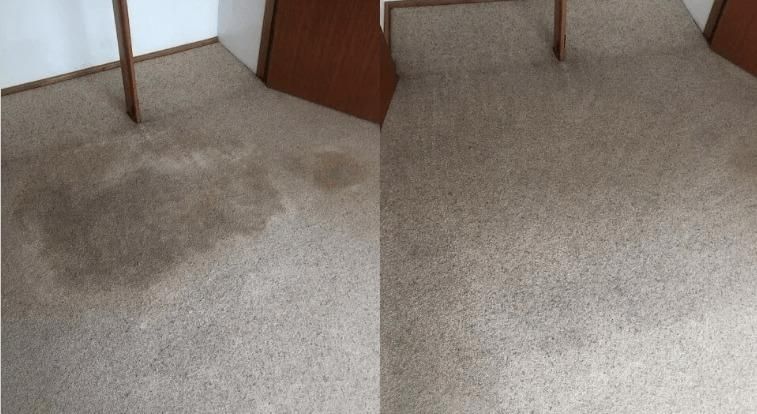 Carpet Cleaner on the Mid North Coast | Lindfield’s Big Red Carpet Cleaning & Pest Control