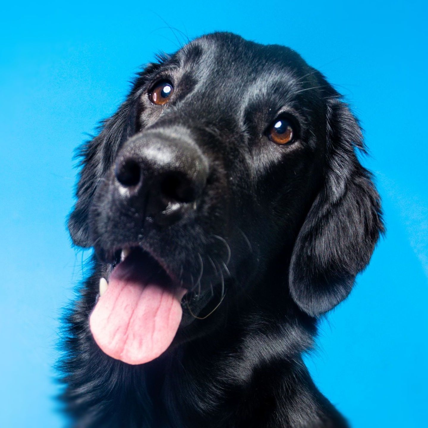 Meet the Pack | HighPoint FlatCoats: Our Retrievers