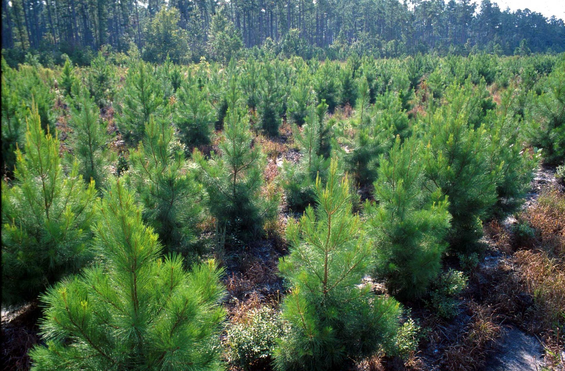 South Carolina Conservation Bank | Land Owners