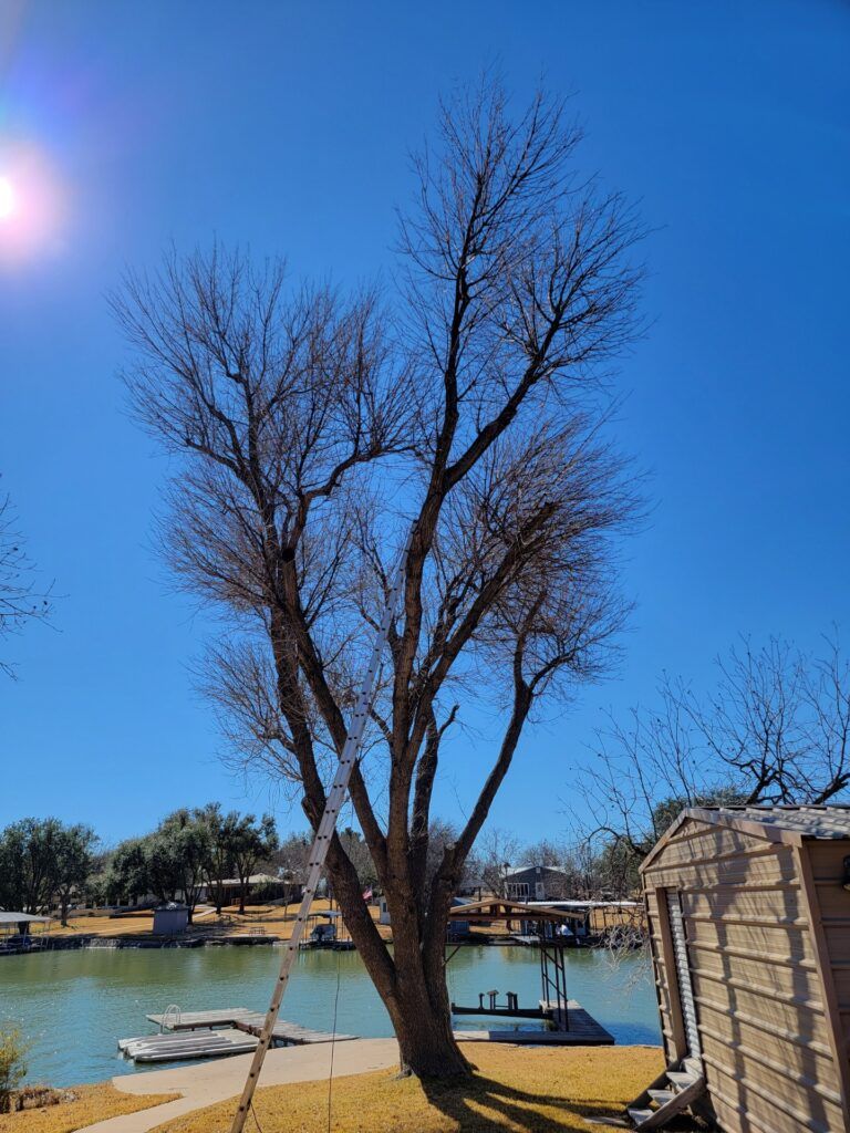 Tree Care Company | Flynn Tree | San Angelo, Grape Creek, TX