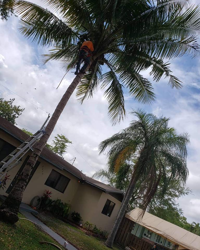 High Standards Tree Service - Hollywood FL Tree Service