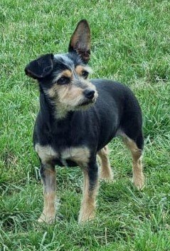 Useful Information for Clients | The Cliffe Kennels