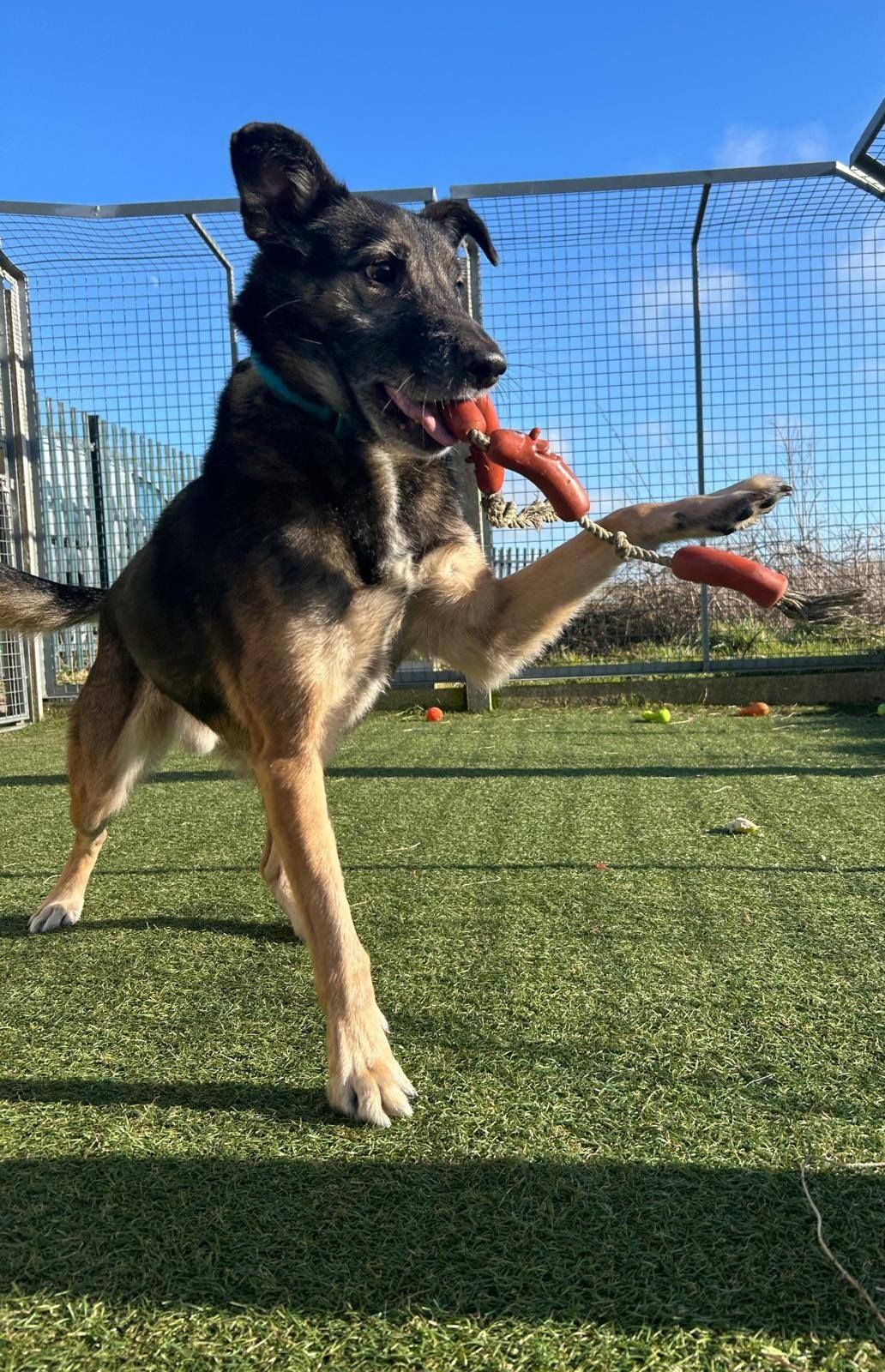 Dogs For Adoption in Sheffield | The Cliffe Kennels