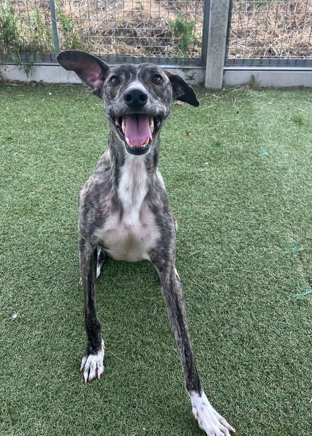 Dogs For Adoption in Sheffield | The Cliffe Kennels