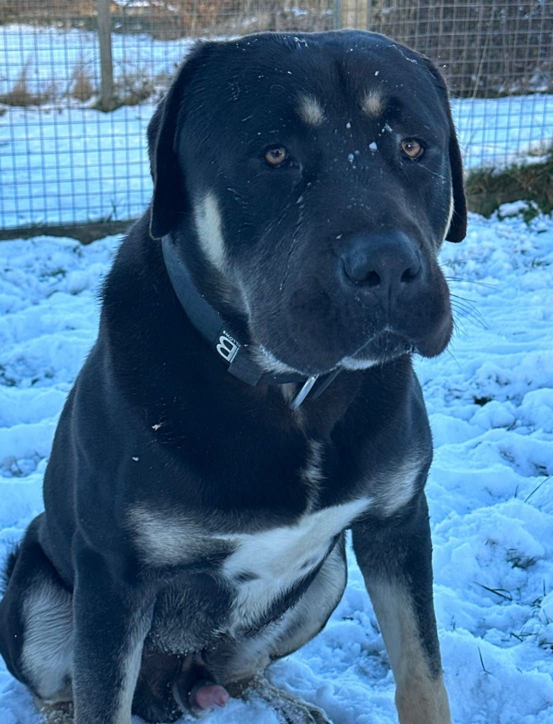 Dogs For Adoption in Sheffield | The Cliffe Kennels