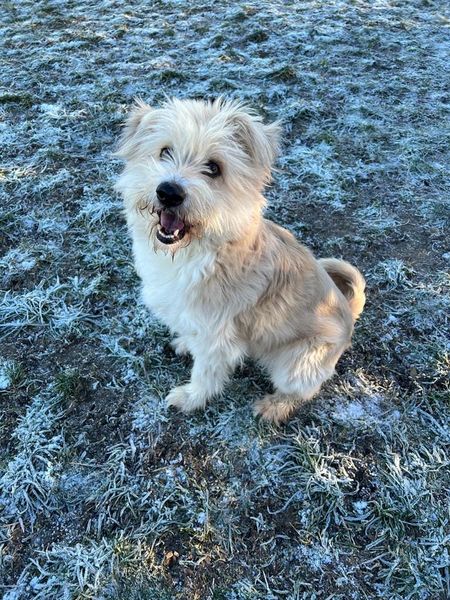 Boarding Kennels | The Cliffe Kennels