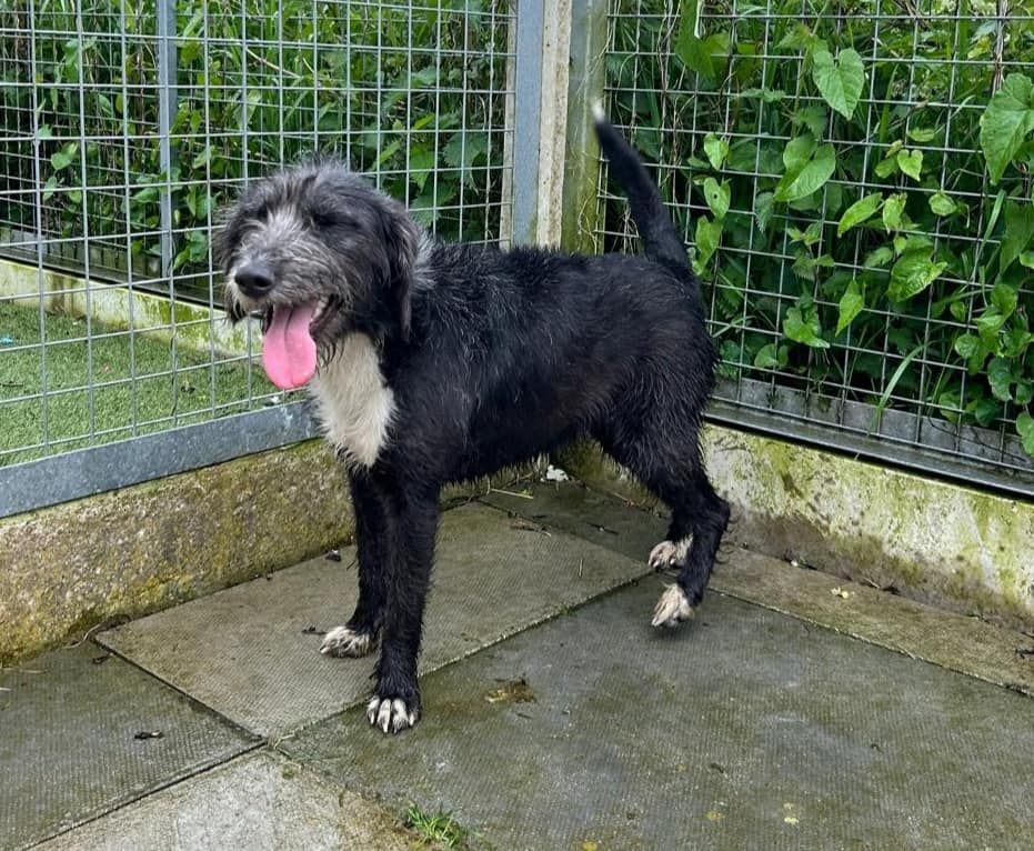 Dogs For Adoption in Sheffield | The Cliffe Kennels