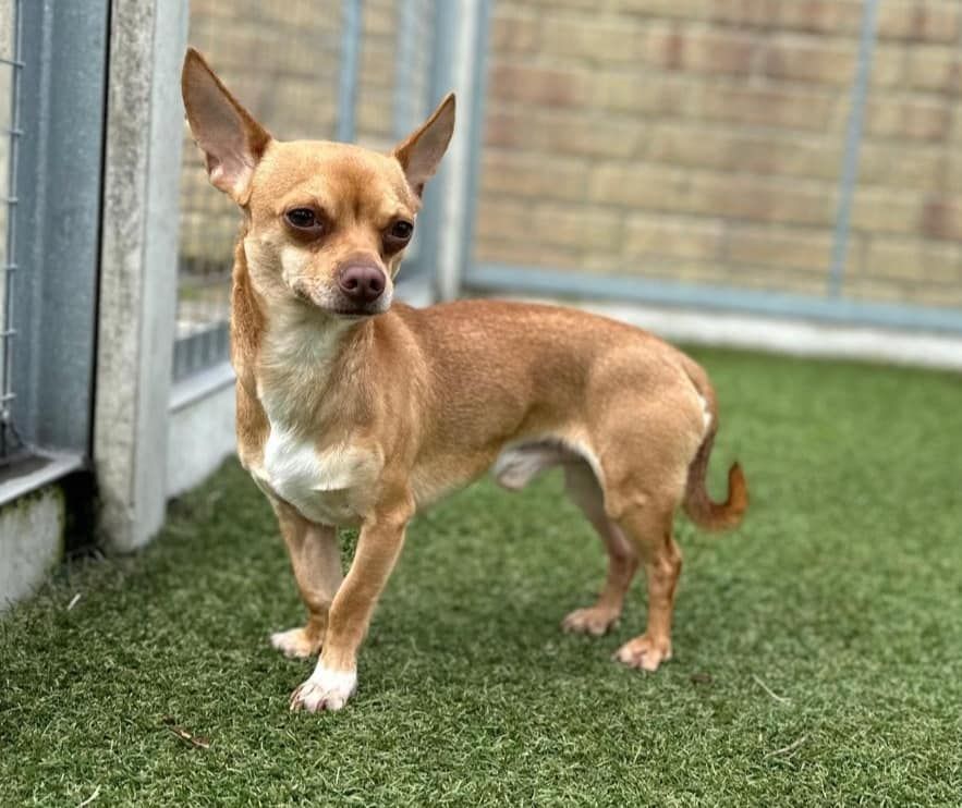 Dogs For Adoption in Sheffield | The Cliffe Kennels