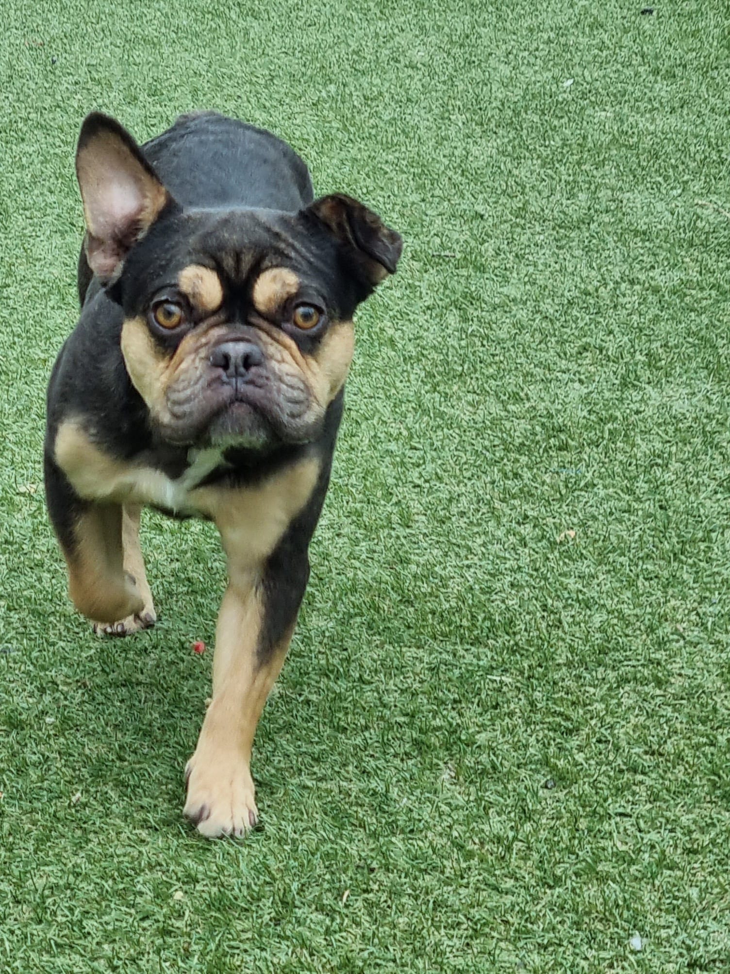 Dogs For Adoption in Sheffield | The Cliffe Kennels