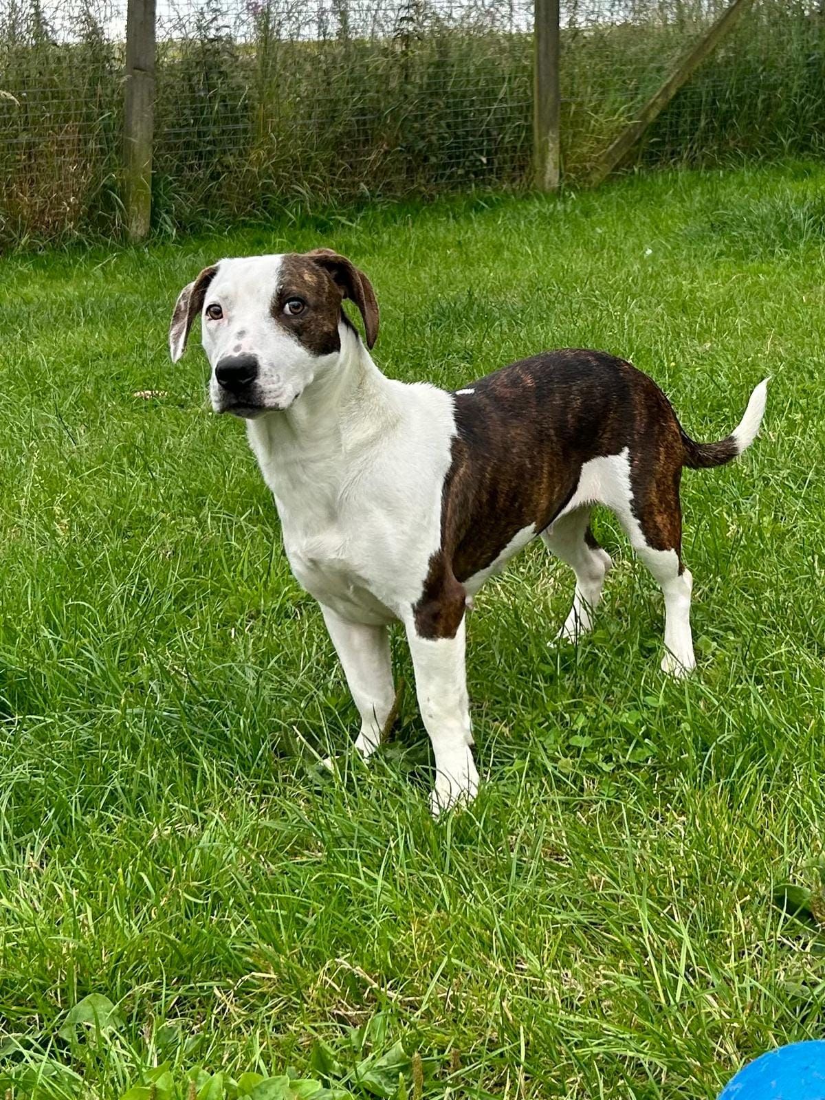 Dogs For Adoption in Sheffield | The Cliffe Kennels