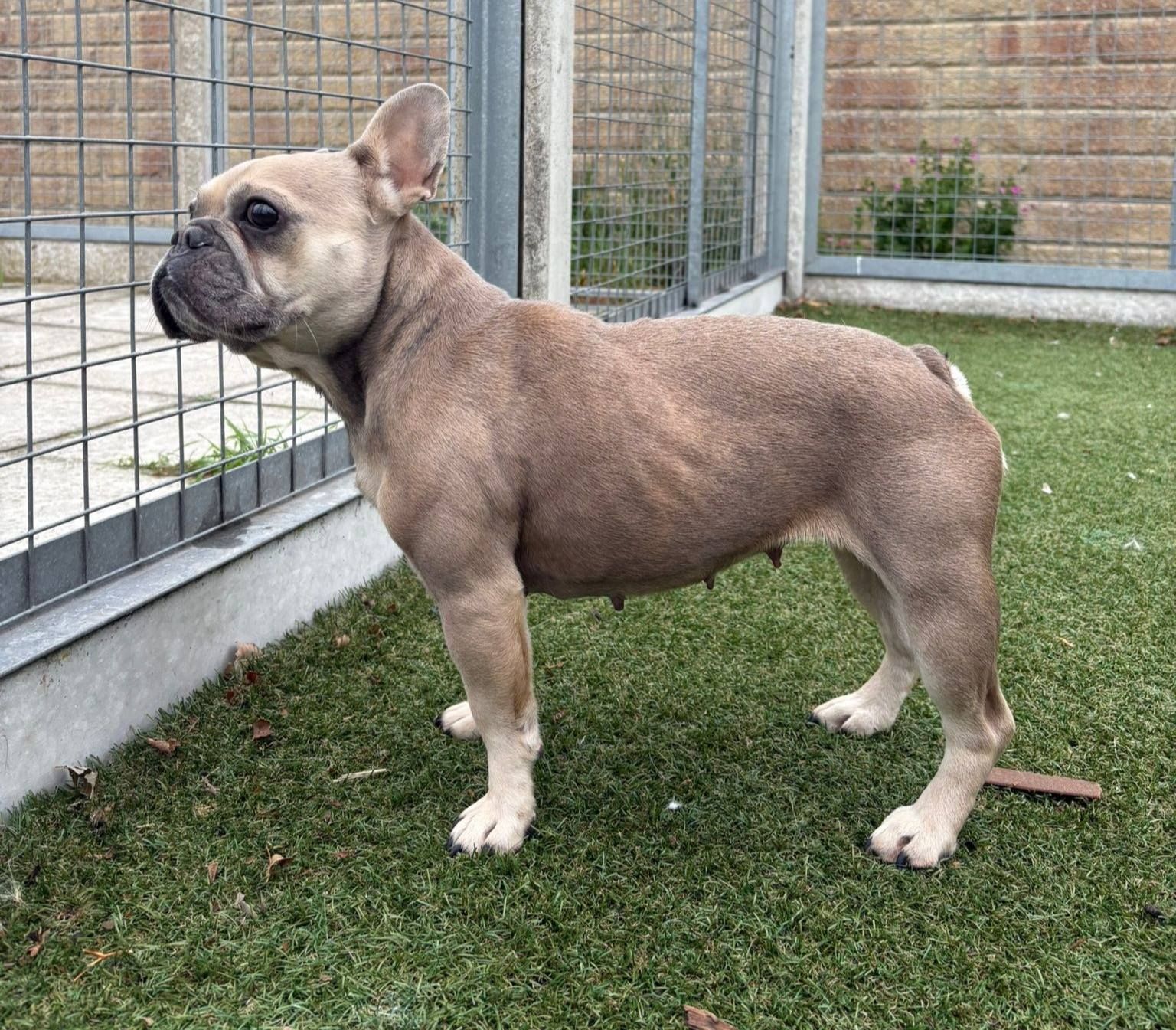 Dogs For Adoption in Sheffield | The Cliffe Kennels