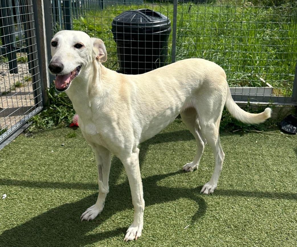 Dogs For Adoption in Sheffield | The Cliffe Kennels