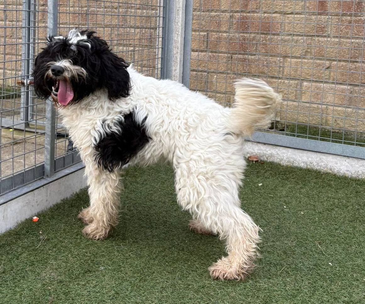 Dogs For Adoption in Sheffield | The Cliffe Kennels