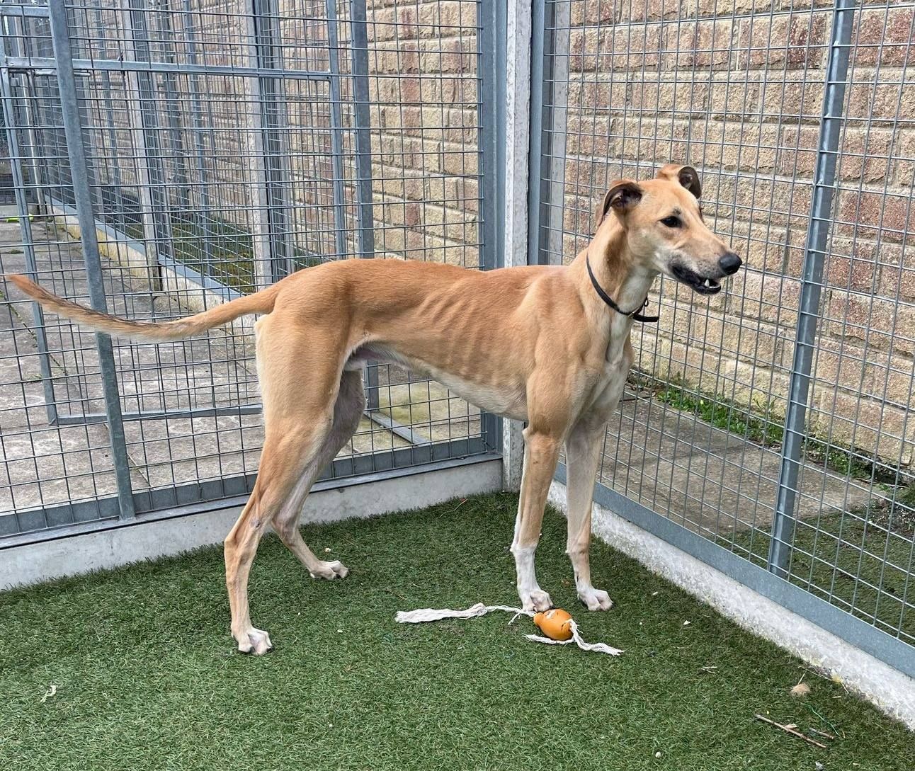 Dogs For Adoption in Sheffield | The Cliffe Kennels