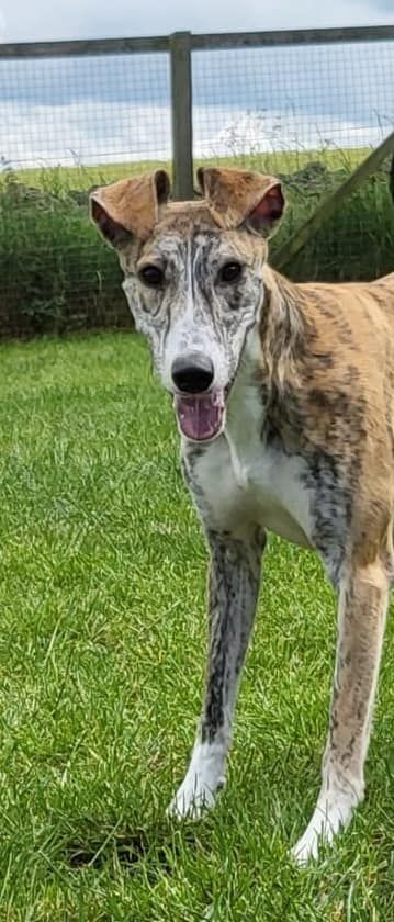 Dogs For Adoption in Sheffield | The Cliffe Kennels