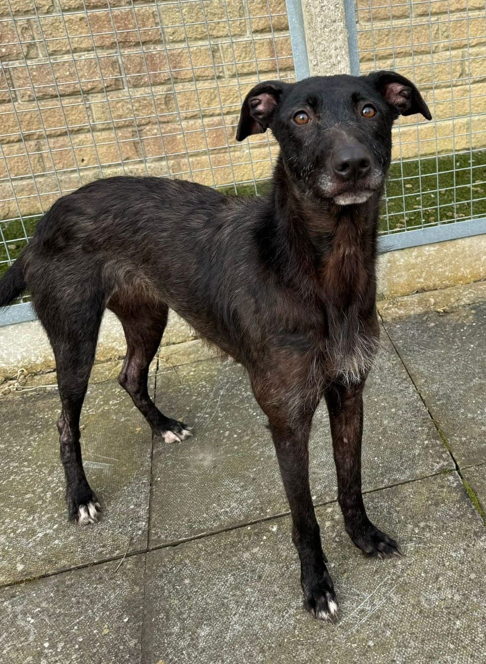 Dogs For Adoption in Sheffield | The Cliffe Kennels