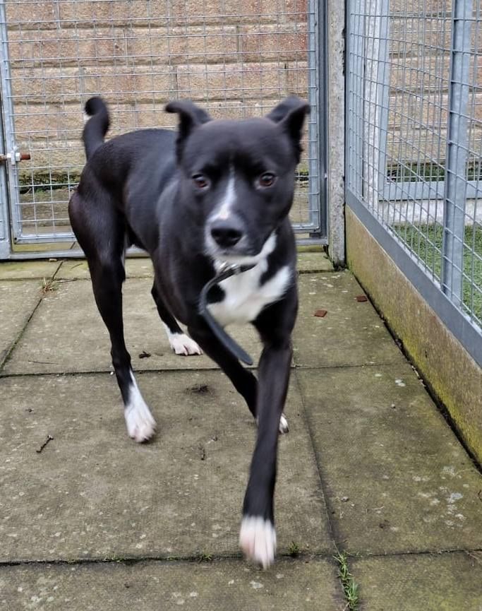 Dogs For Adoption in Sheffield | The Cliffe Kennels