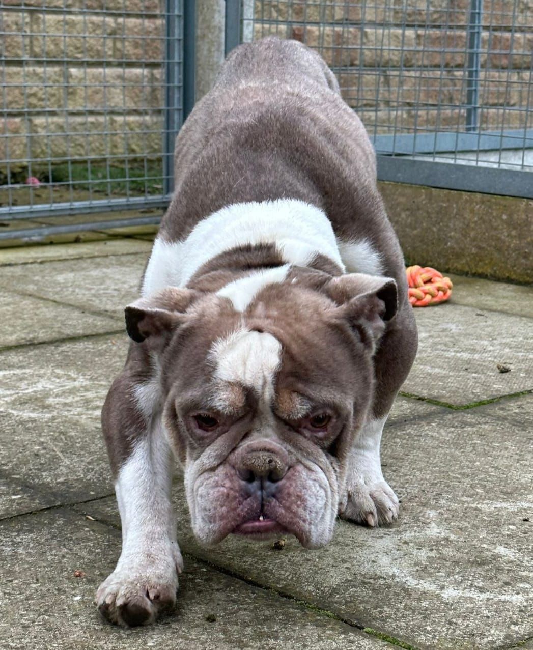 Dogs For Adoption in Sheffield | The Cliffe Kennels