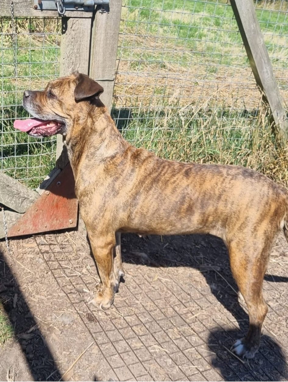 Dogs For Adoption in Sheffield | The Cliffe Kennels