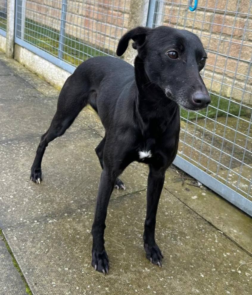 Dogs For Adoption in Sheffield | The Cliffe Kennels