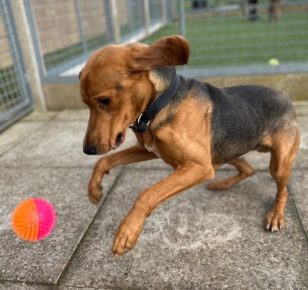 Dogs For Adoption in Sheffield | The Cliffe Kennels
