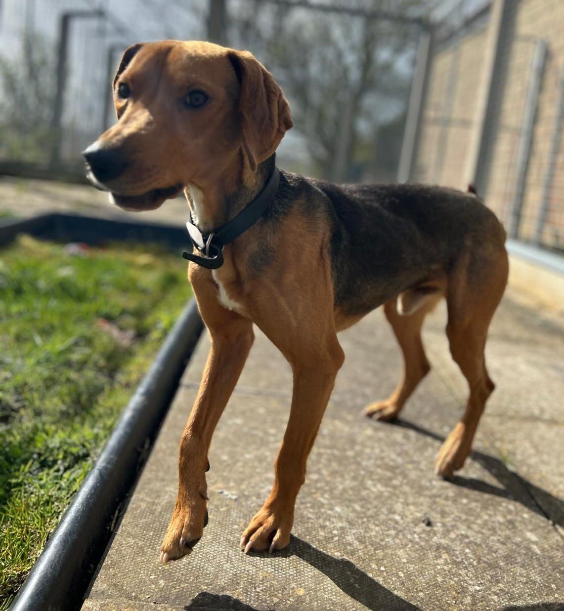 Dogs For Adoption in Sheffield | The Cliffe Kennels