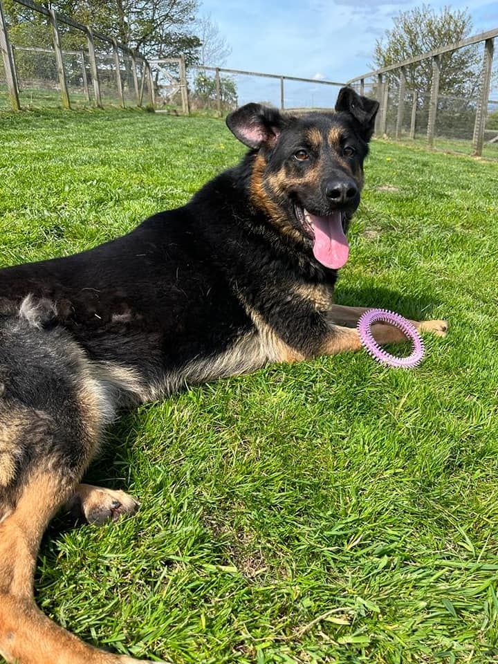 Dogs For Adoption in Sheffield | The Cliffe Kennels