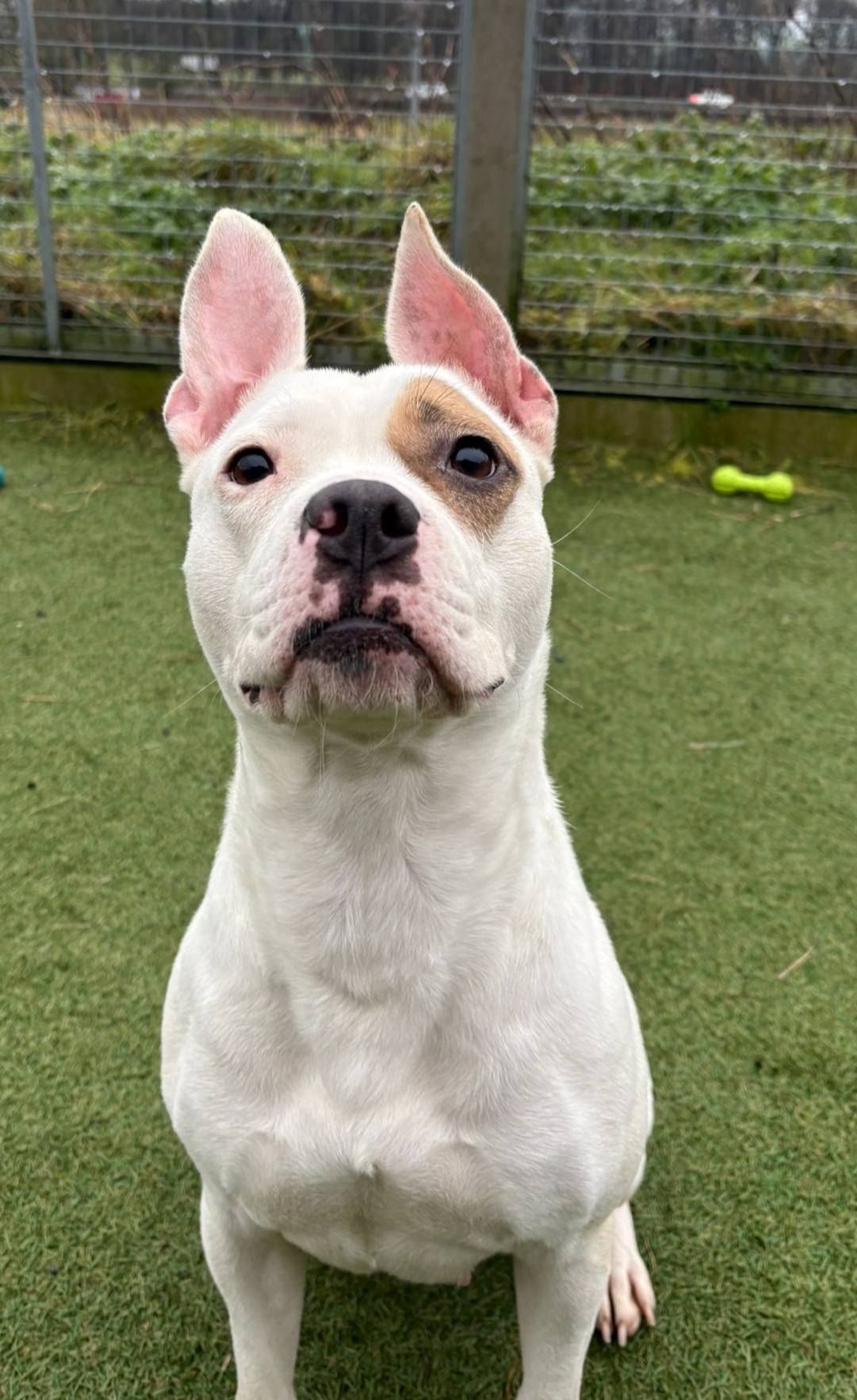 Dogs For Adoption in Sheffield | The Cliffe Kennels