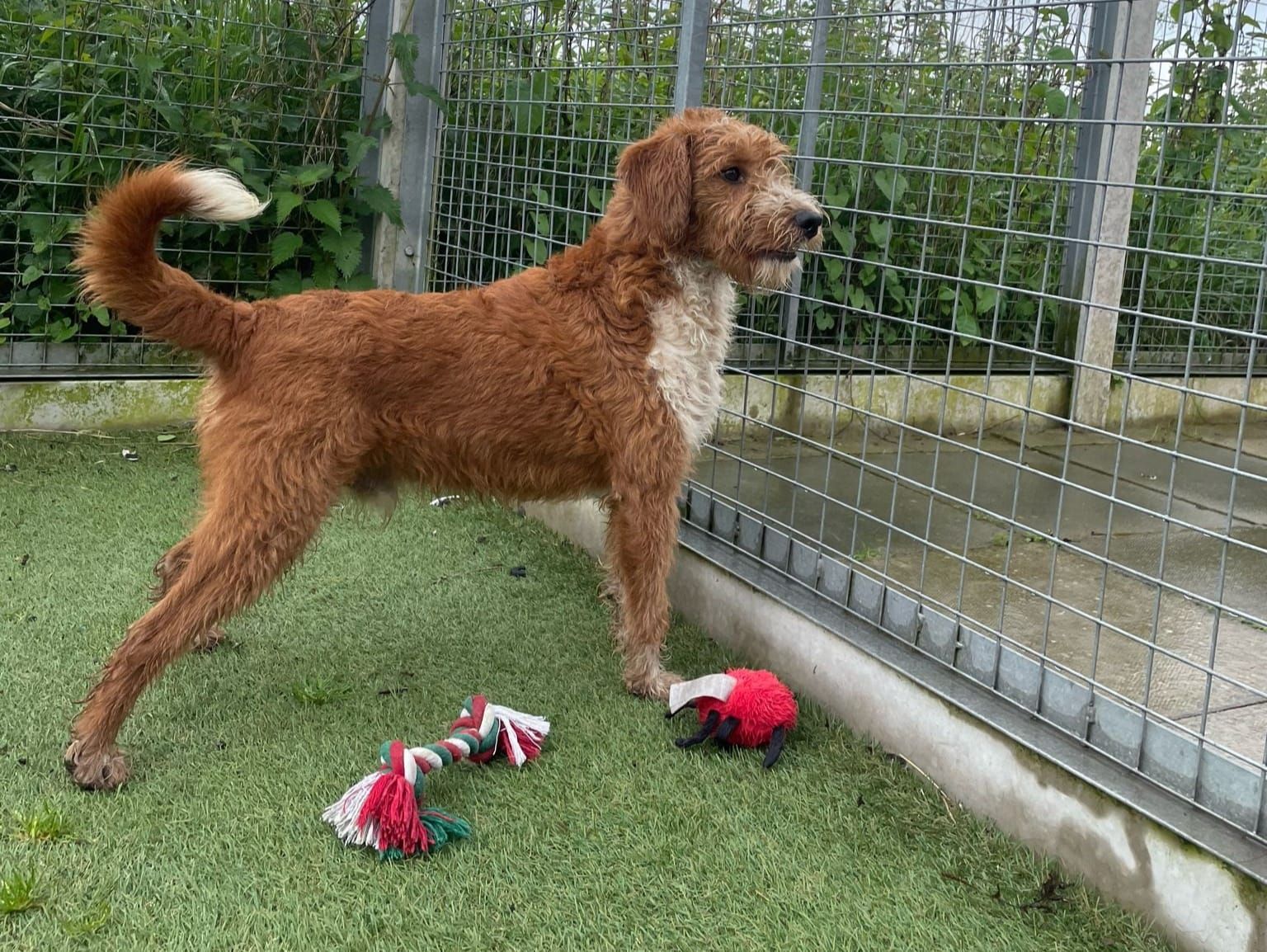 Dogs For Adoption in Sheffield | The Cliffe Kennels