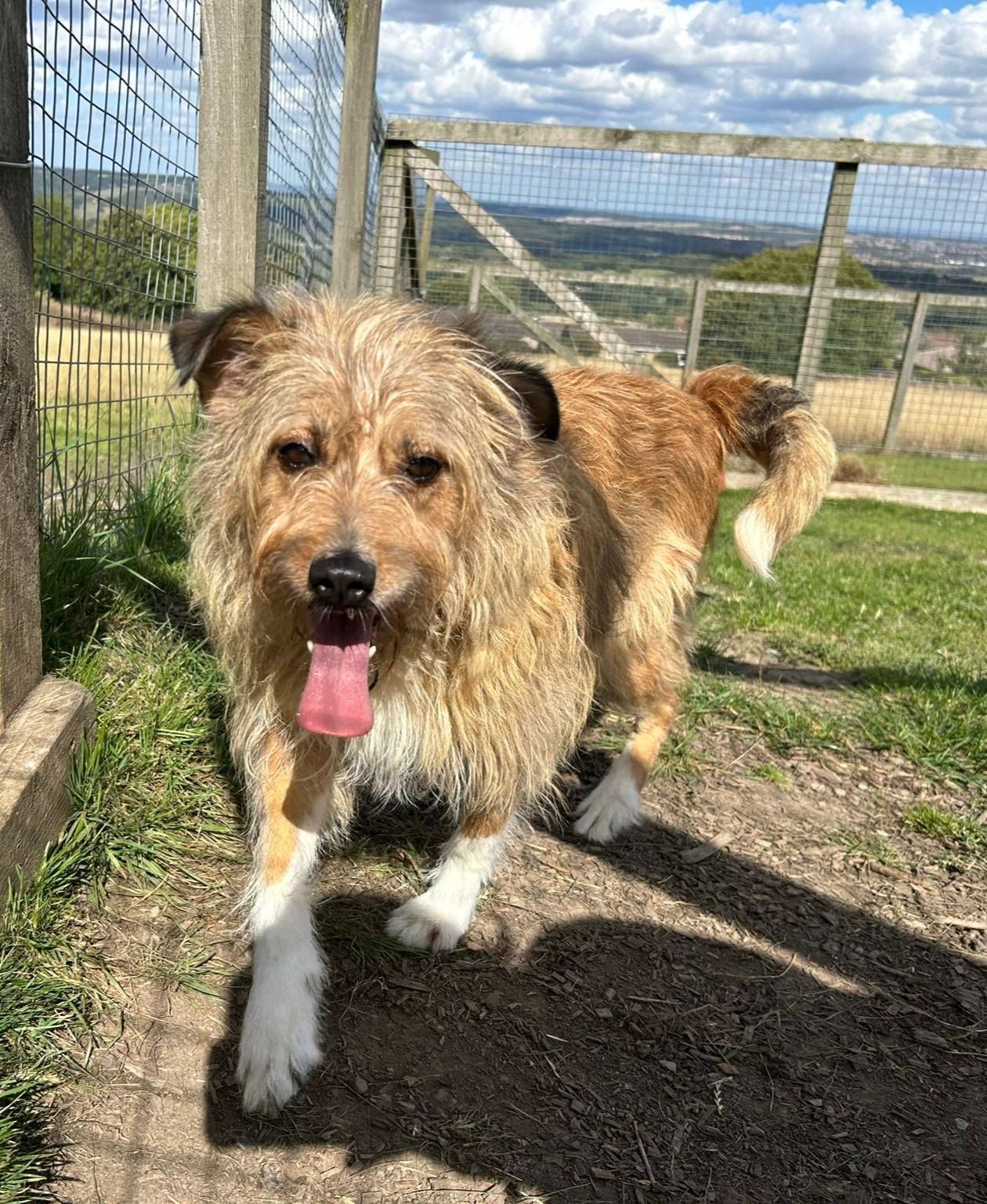 Dogs For Adoption in Sheffield | The Cliffe Kennels