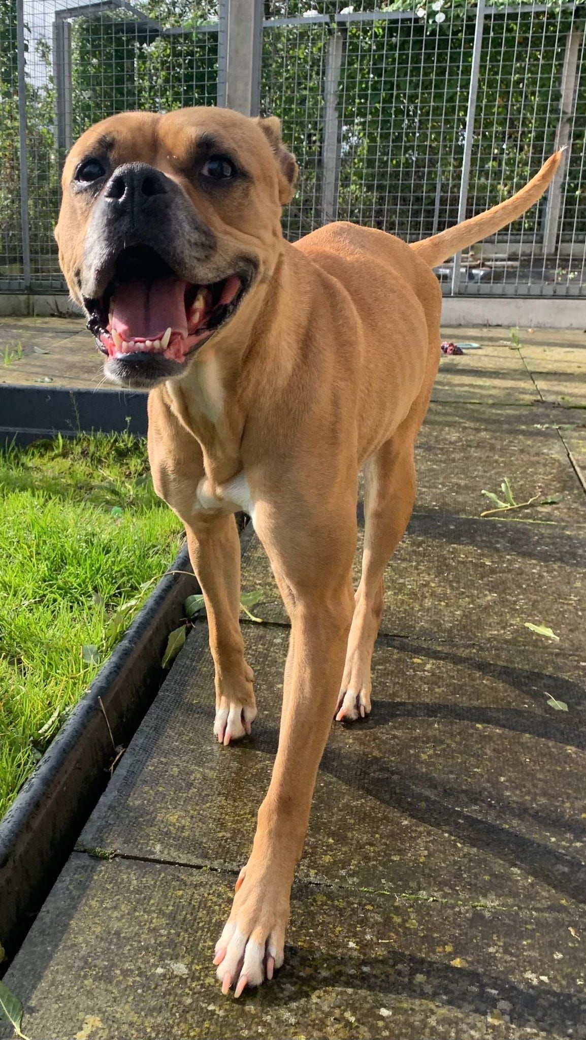 Dogs For Adoption in Sheffield | The Cliffe Kennels
