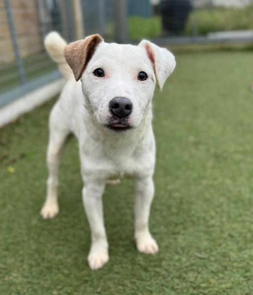 Dogs For Adoption in Sheffield | The Cliffe Kennels