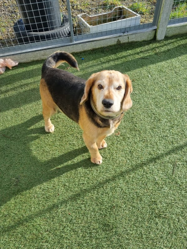 Boarding Kennels | The Cliffe Kennels