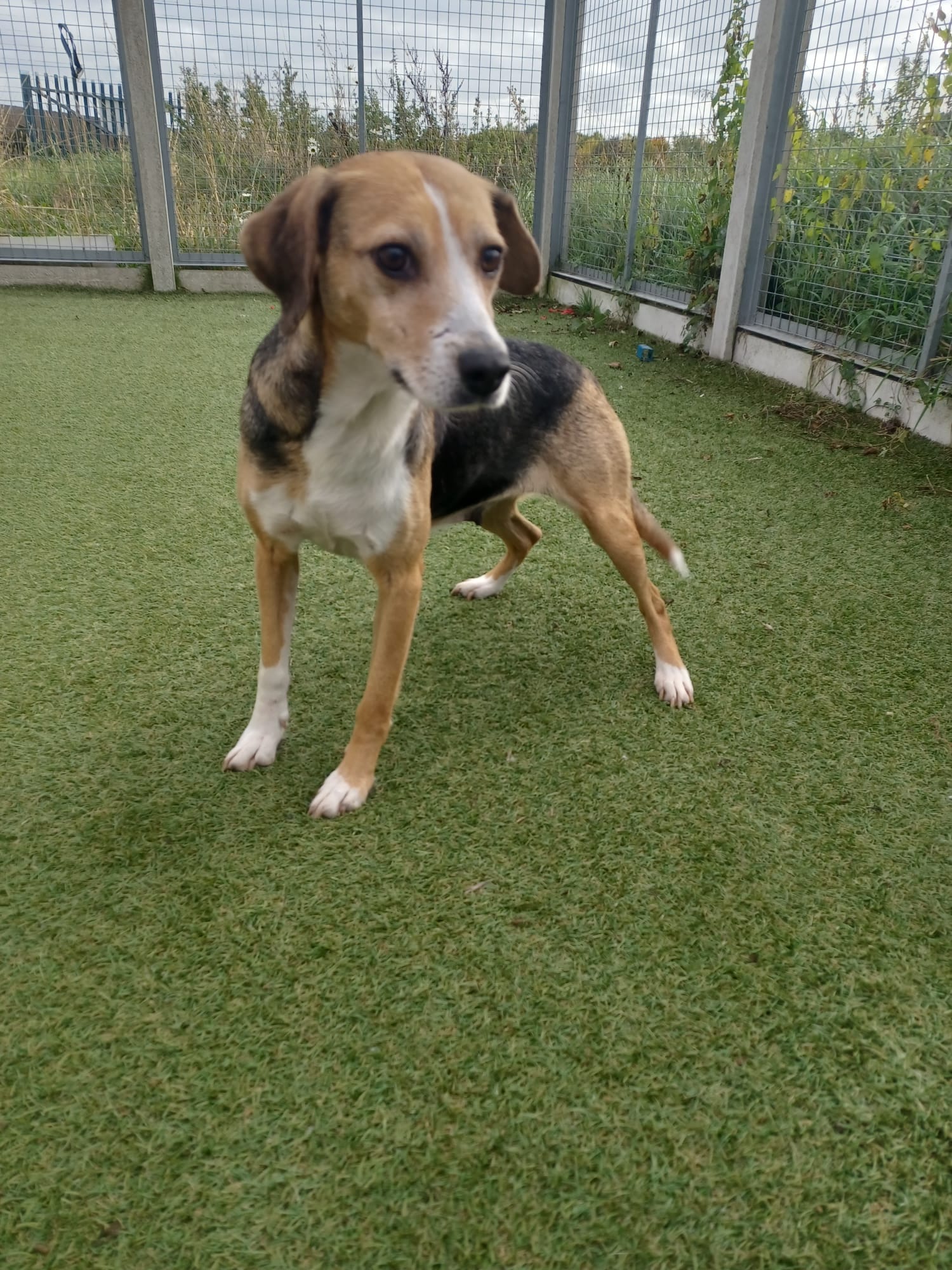 Dogs For Adoption in Sheffield | The Cliffe Kennels